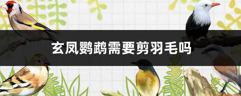 玄凤鹦鹉需要剪羽毛吗 懂鸟帝